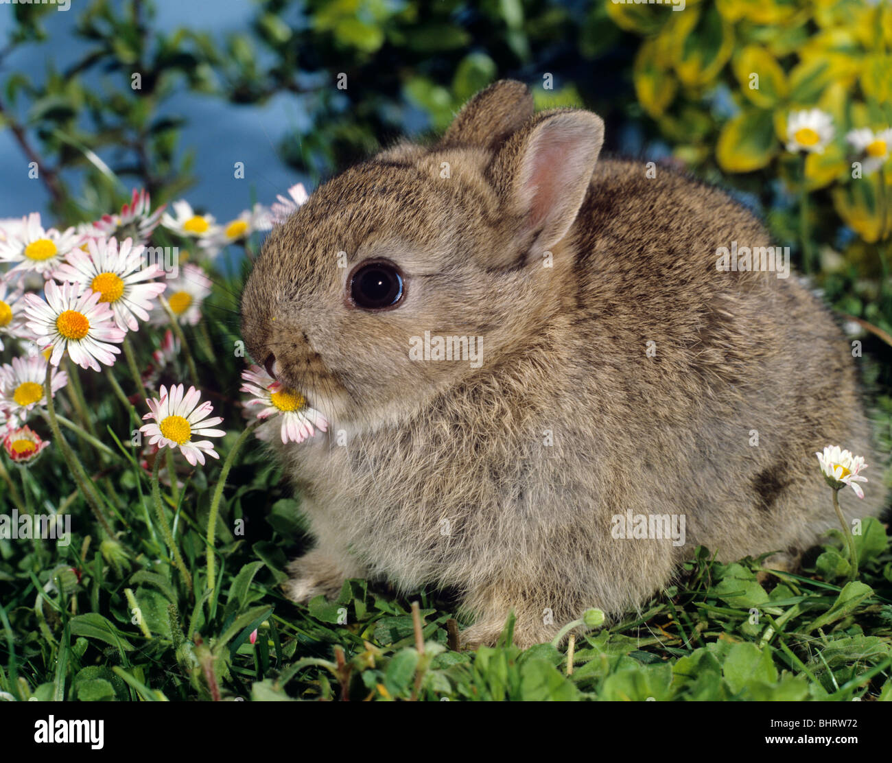 young dwarf rabbit on meadow Stock Photo - Alamy
