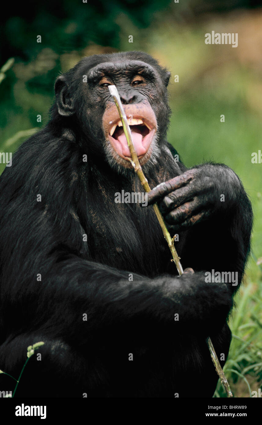 Chimpanzee with stick hi-res stock photography and images - Alamy