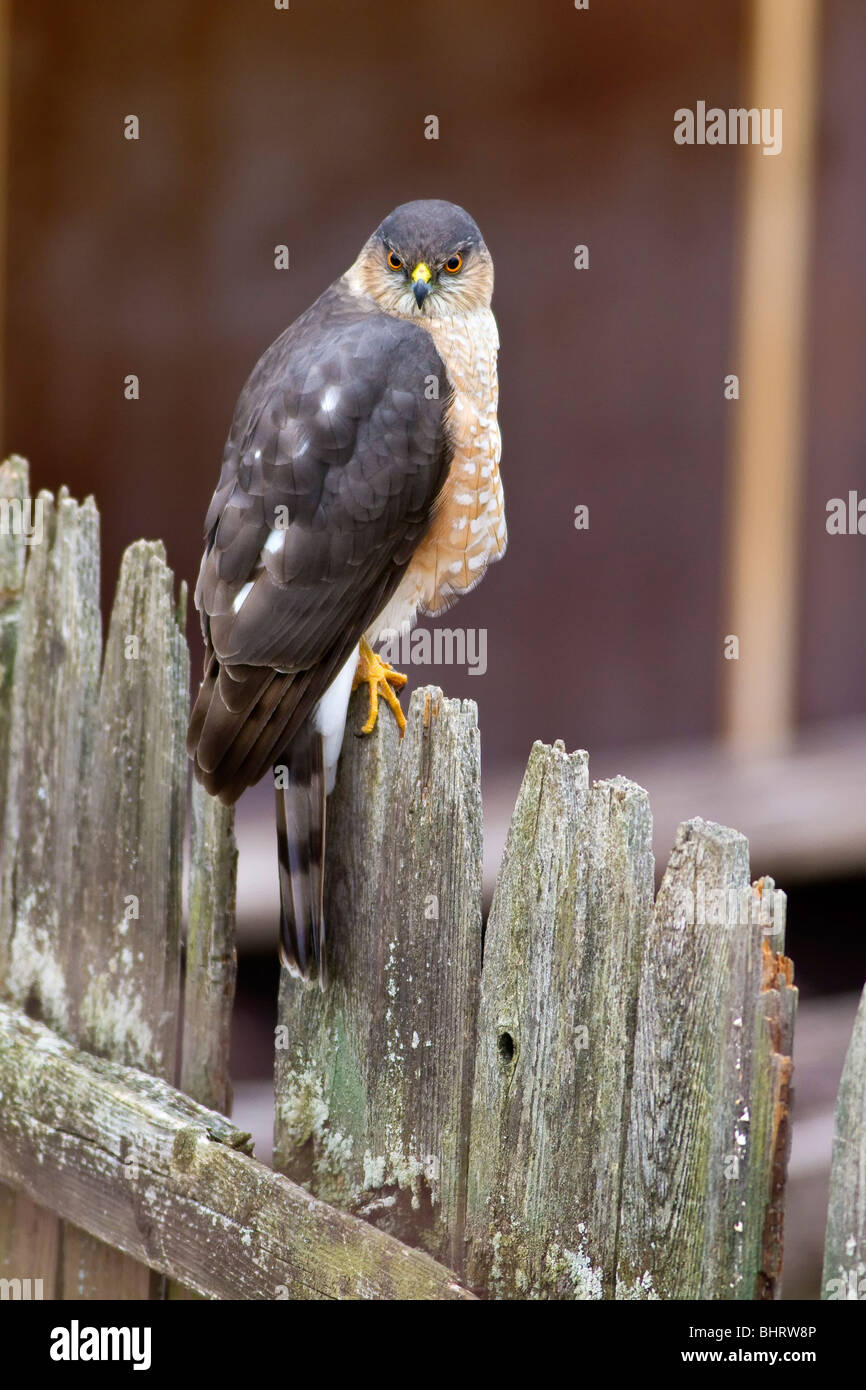 Sharp shinned hawk hi-res stock photography and images - Alamy
