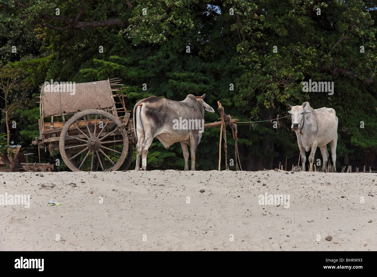 Traditional transportation ox-wagon in Myanmar Stock Photo - Alamy