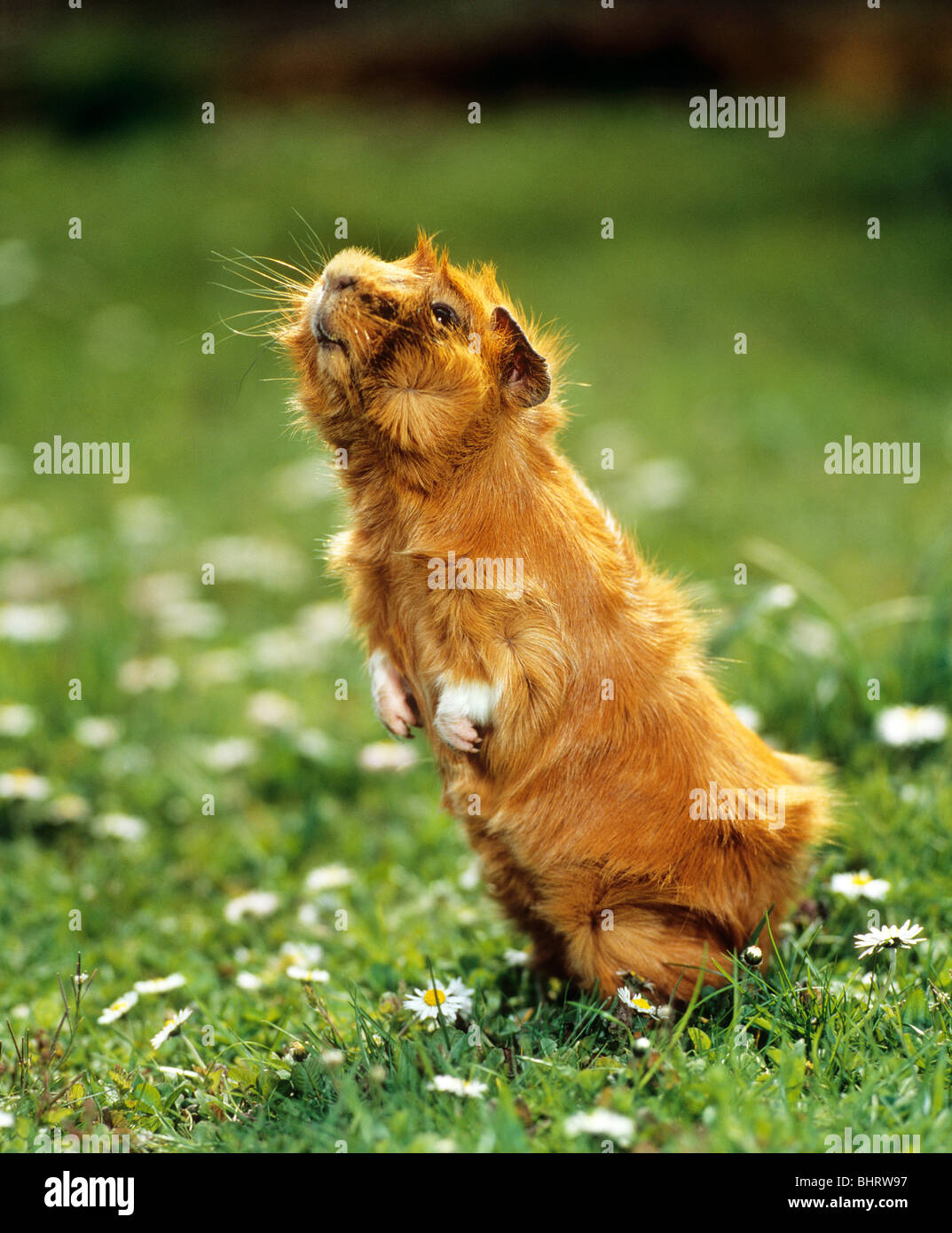 Hindpaw hi-res stock photography and images - Alamy