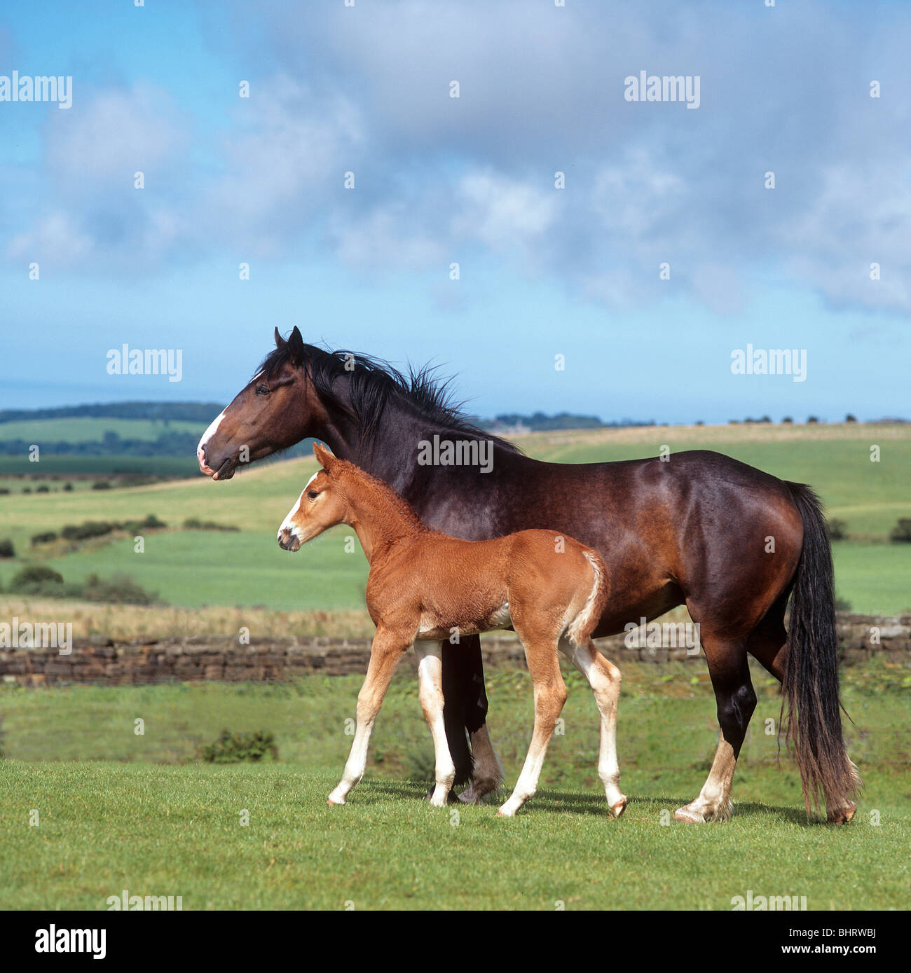 Cleveland bay horse hi-res stock photography and images - Alamy