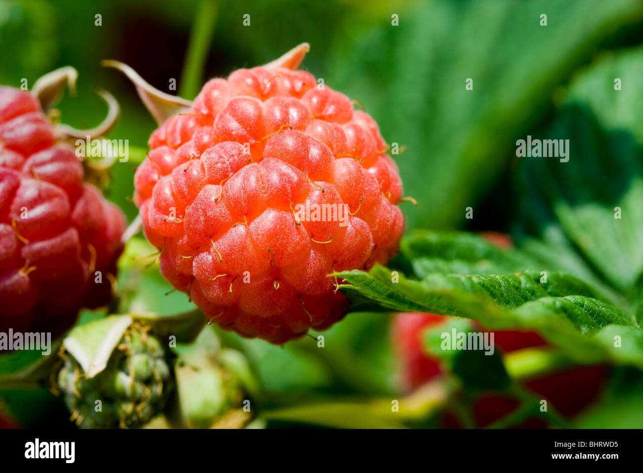 Close up of riped raspberries over green background Stock Photo - Alamy