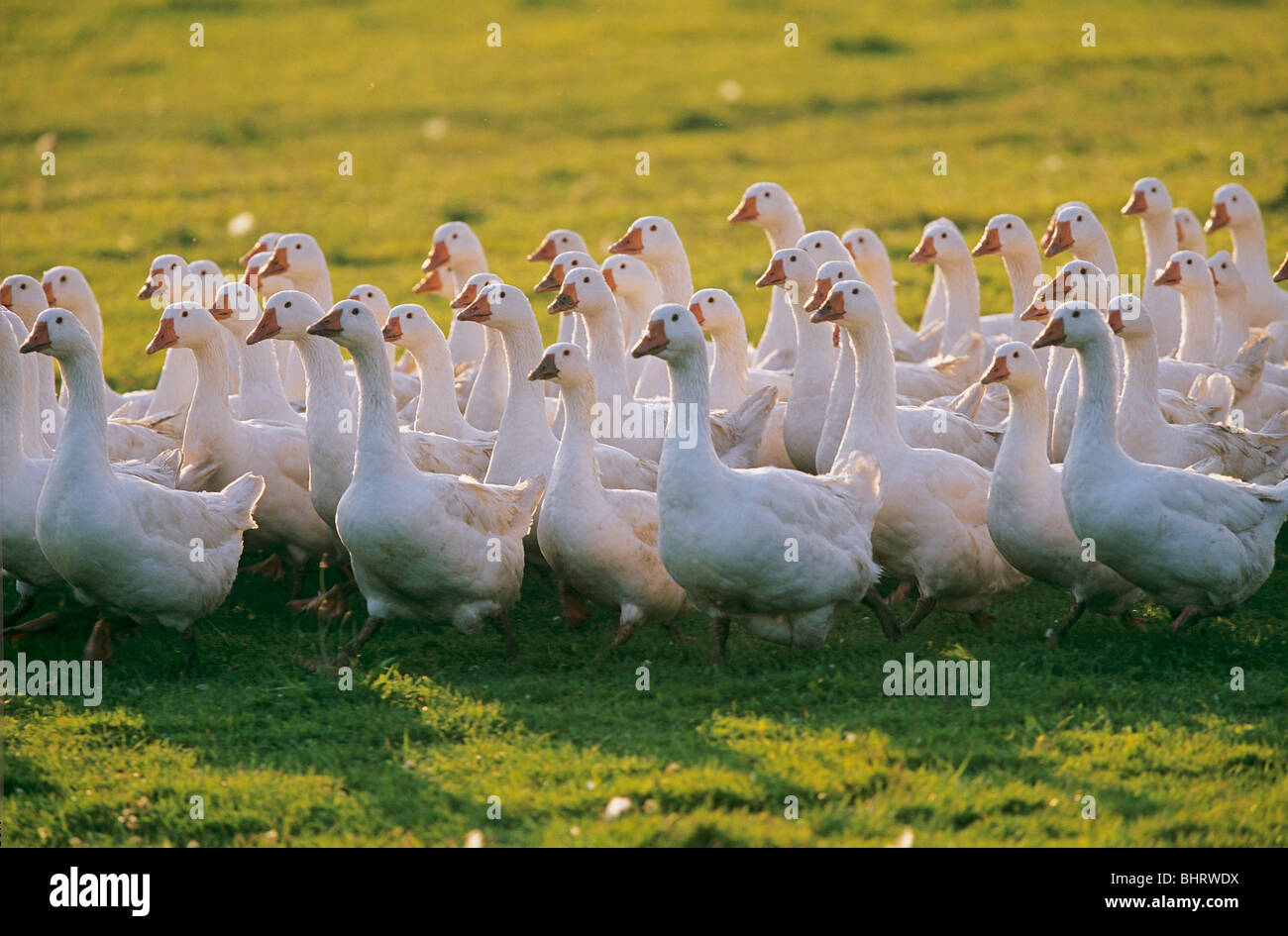 gaggle of geese on meadow Stock Photo - Alamy
