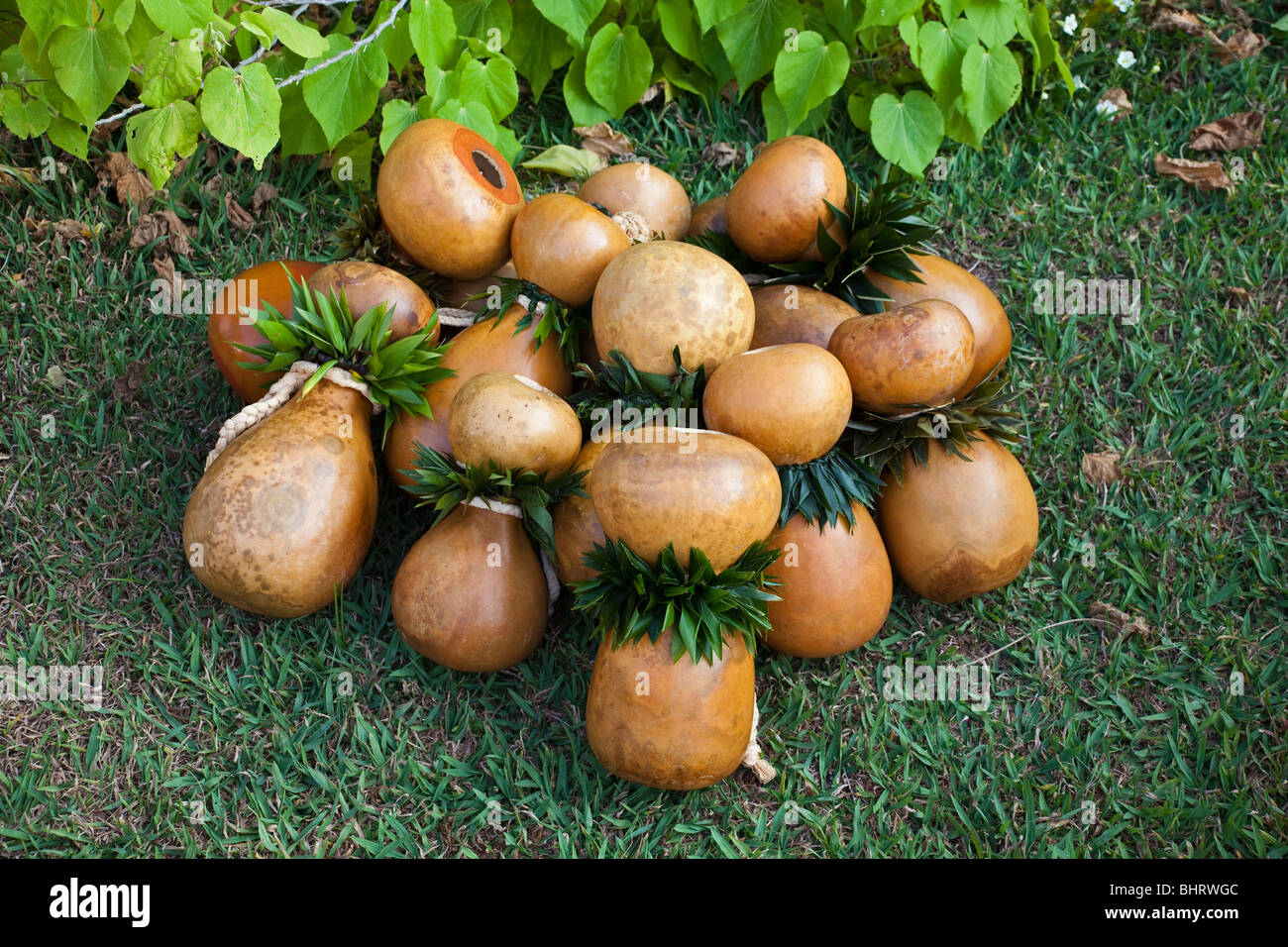 Ipu gourd hawaii hi-res stock photography and images - Alamy