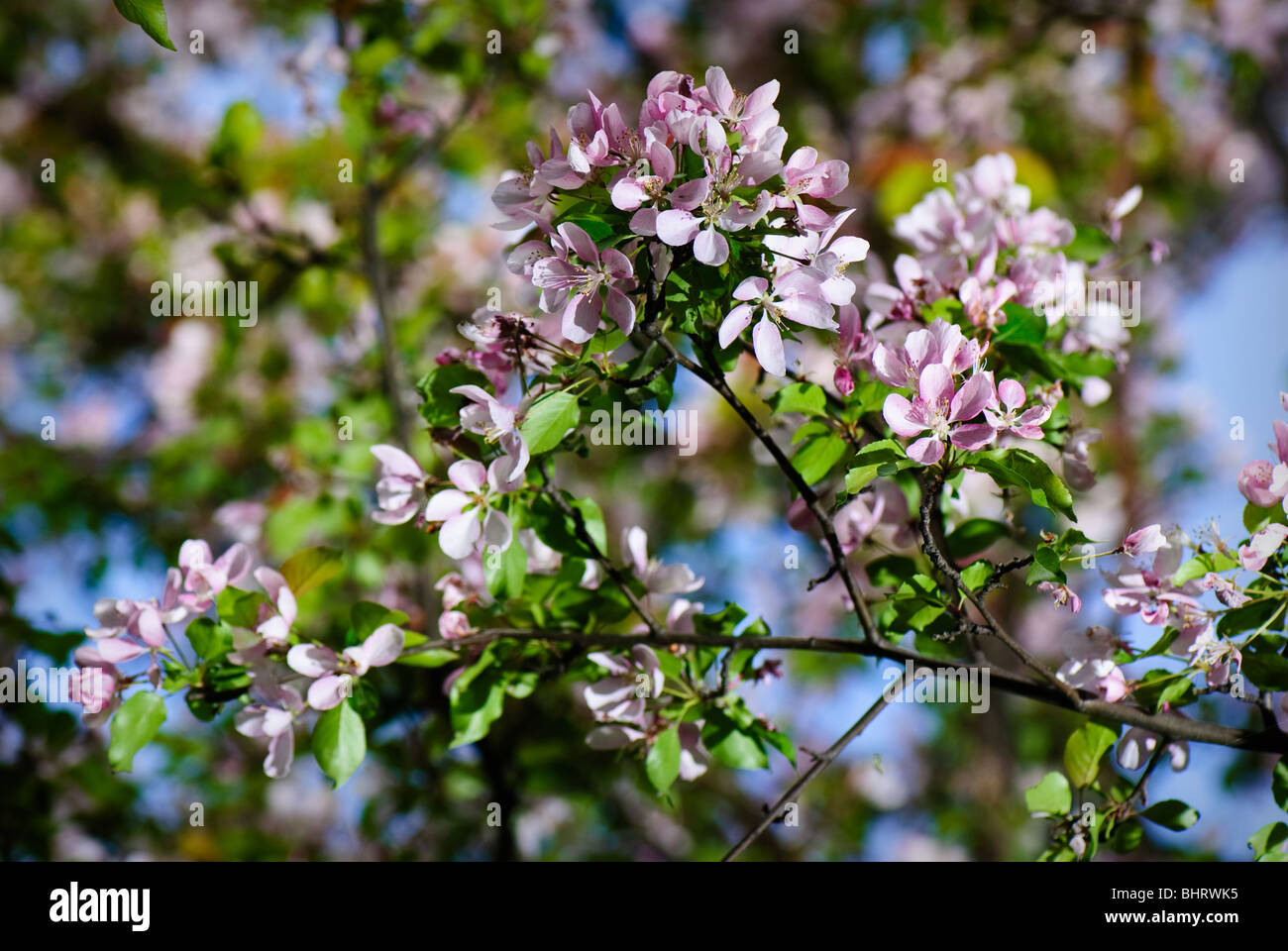 Ottawa petals hi-res stock photography and images - Alamy