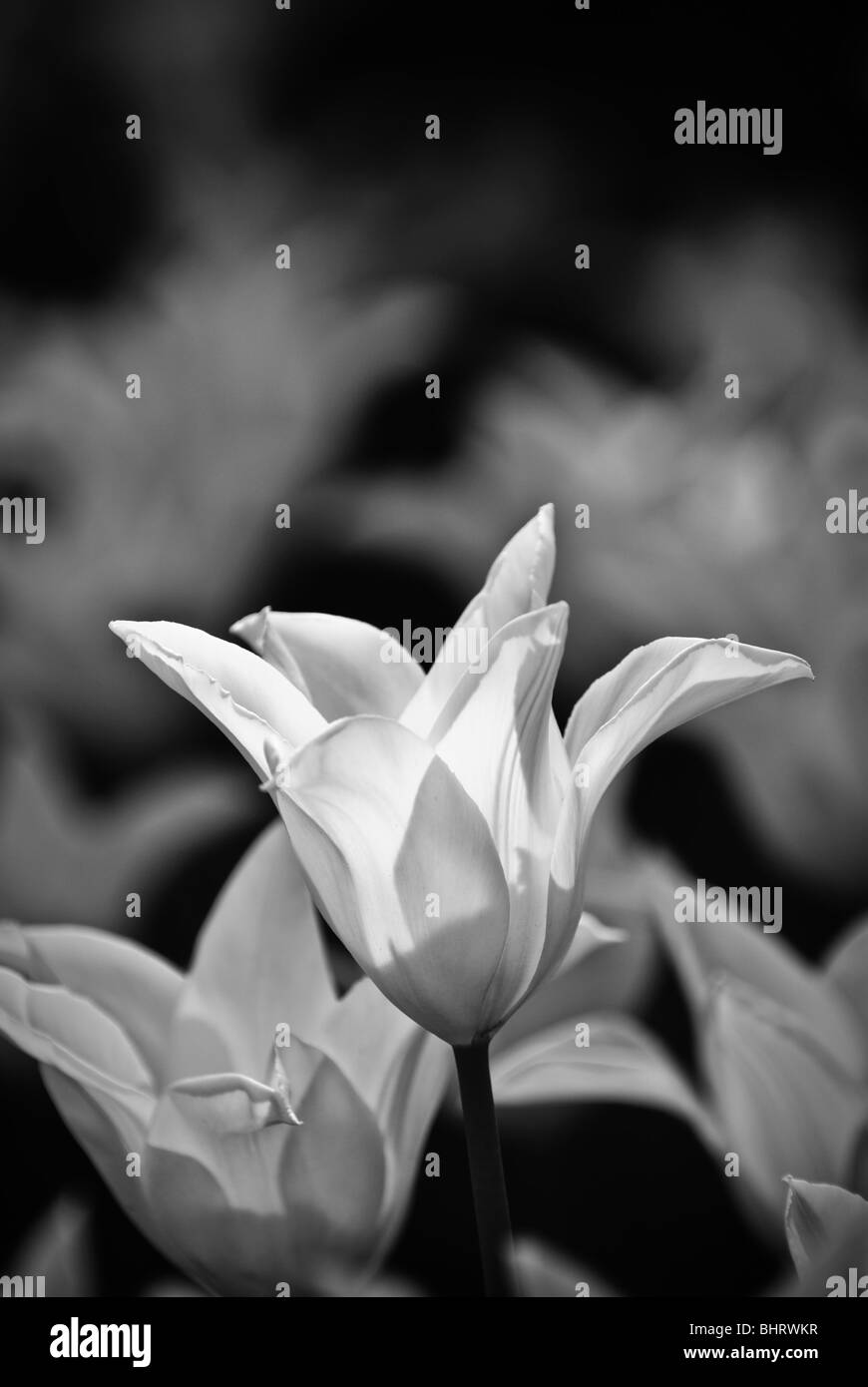 Leaf of tulip tree Black and White Stock Photos & Images - Alamy
