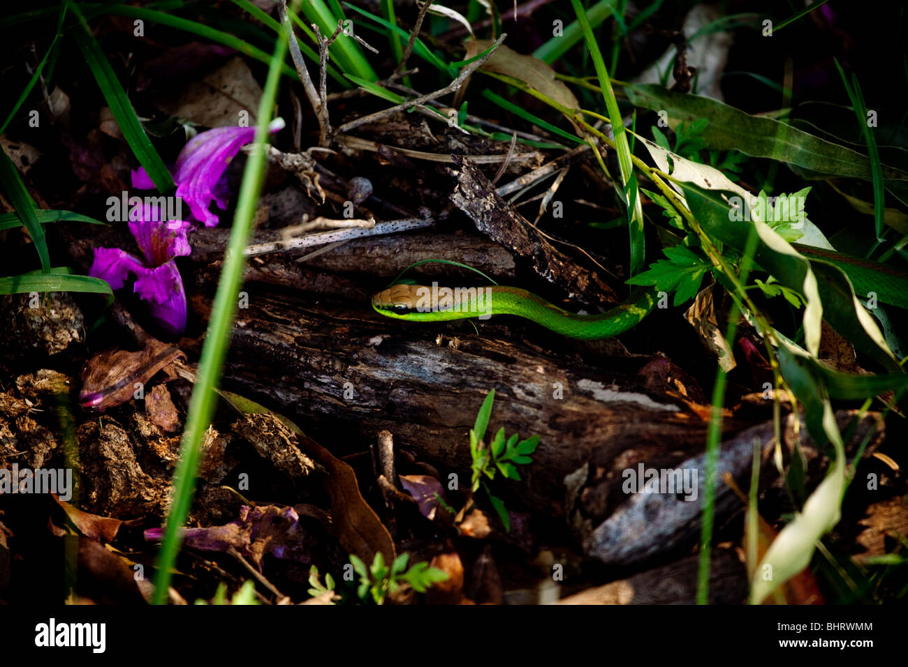 small green snake seen on nature among grass, flowers and wood Stock ...