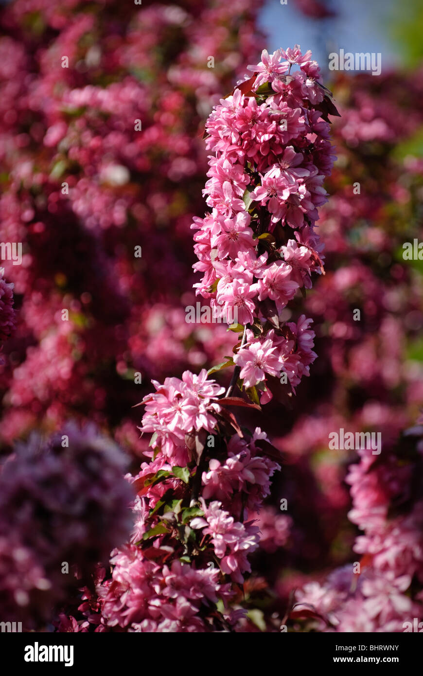 Wild flowers in ontario hi-res stock photography and images - Alamy