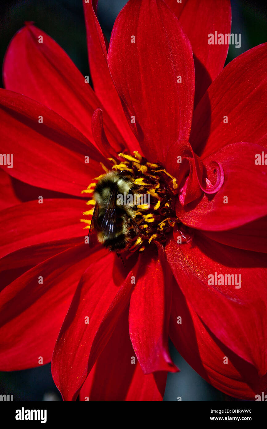 Bee pollinating red rose hi-res stock photography and images - Alamy