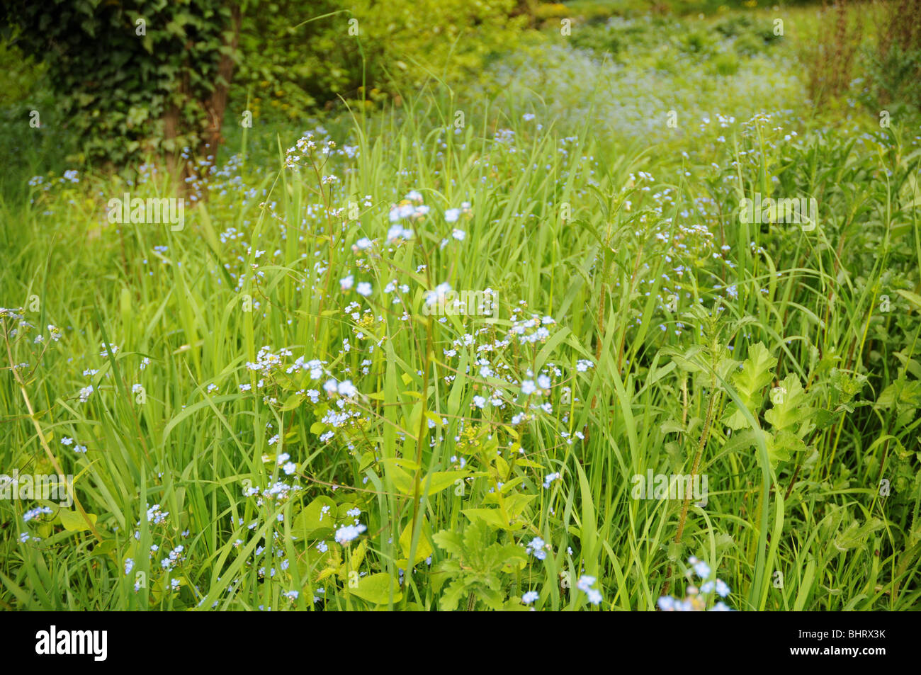 Field forget me nots hi-res stock photography and images - Alamy