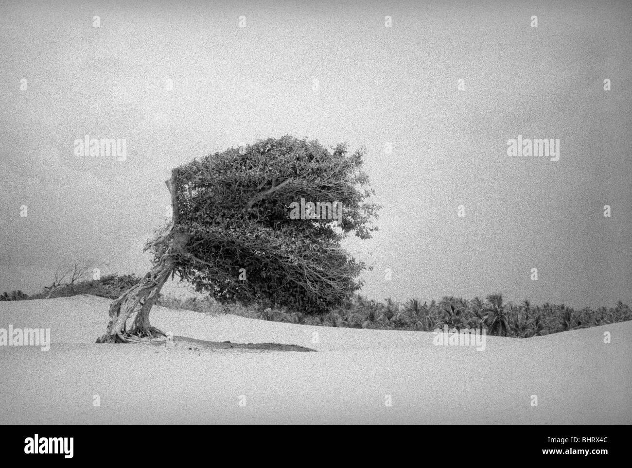 Wind adaptation hi-res stock photography and images - Alamy