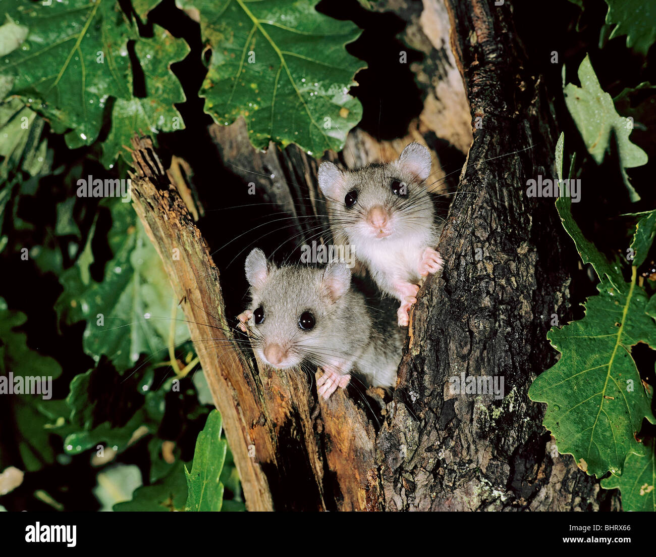 Edible Dormouse (Glis glis). Two young looking out from a tree hole ...