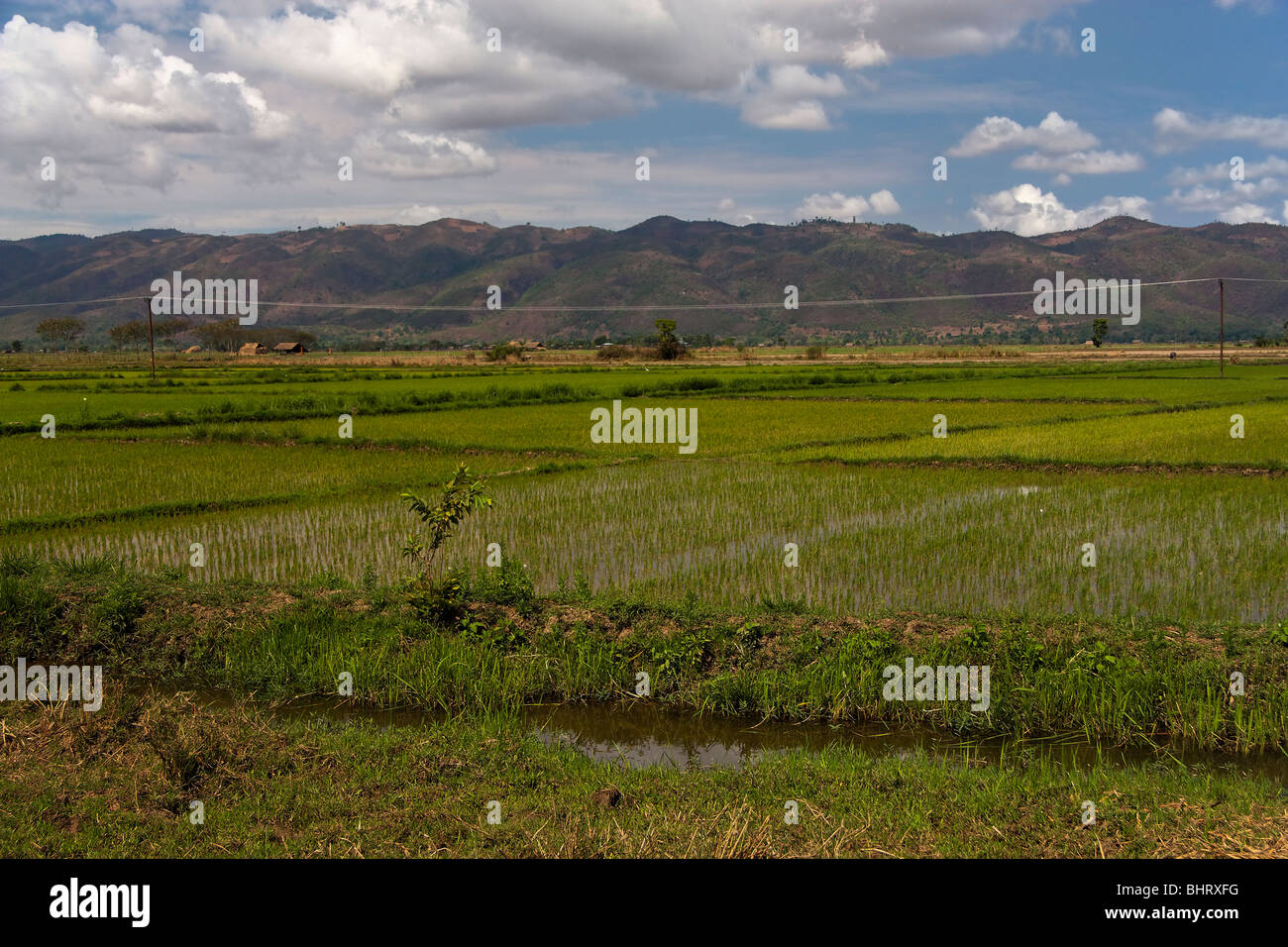 Rice fields in Myanmar Stock Photo - Alamy