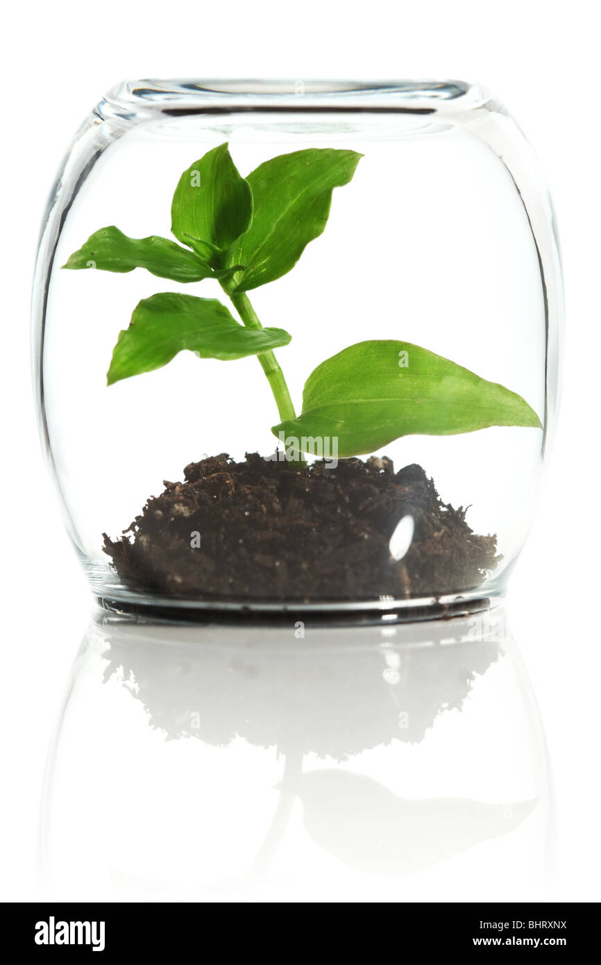 Plant protected in glass Stock Photo - Alamy