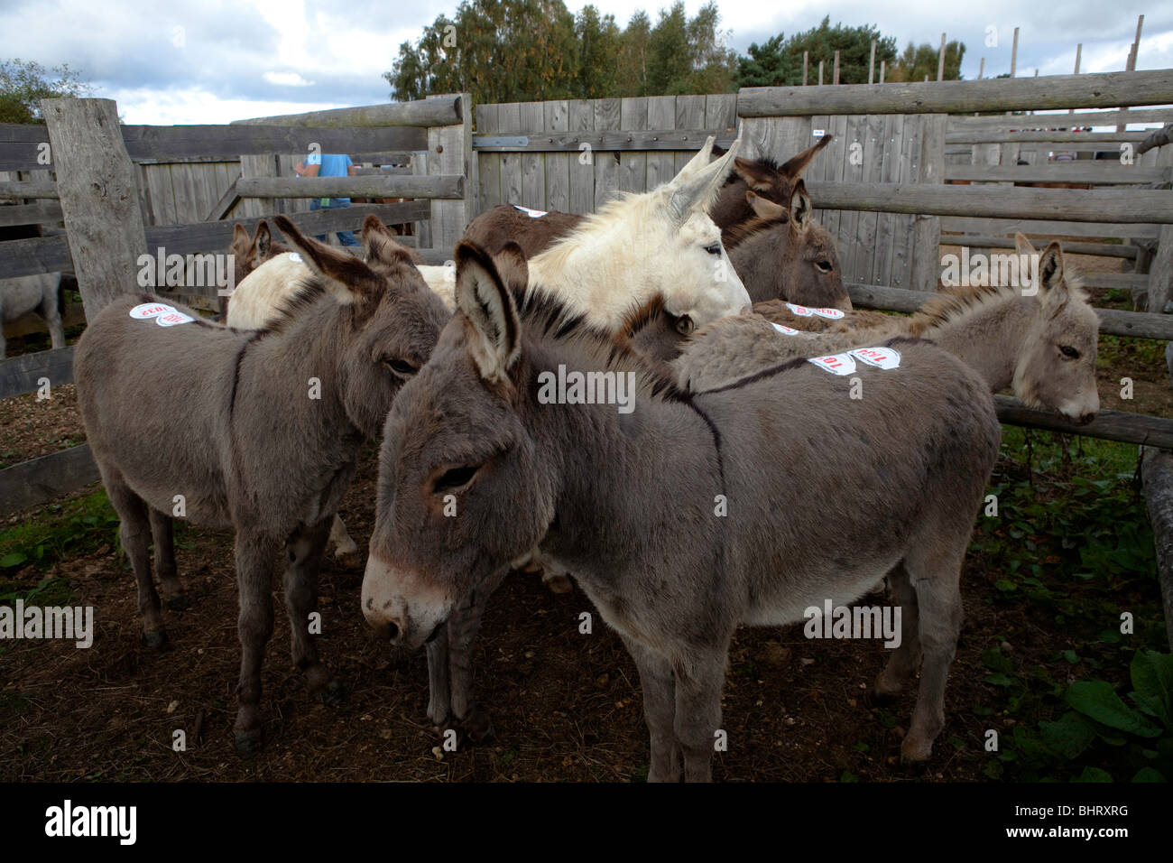 Donkey meat hi-res stock photography and images - Alamy