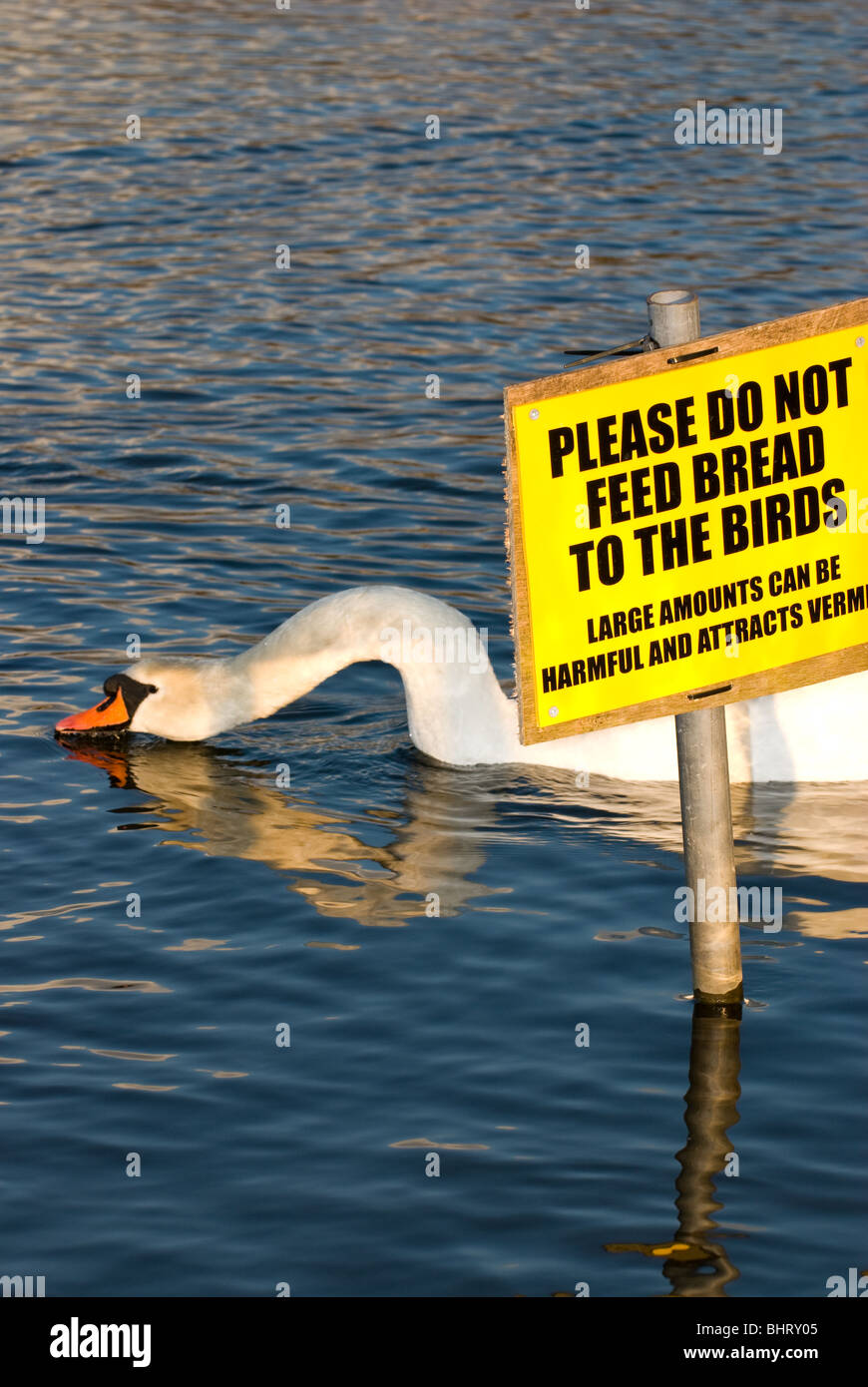 Adult Mute swan feeding on lake with a sign "Please Do Not Feed Bread ...