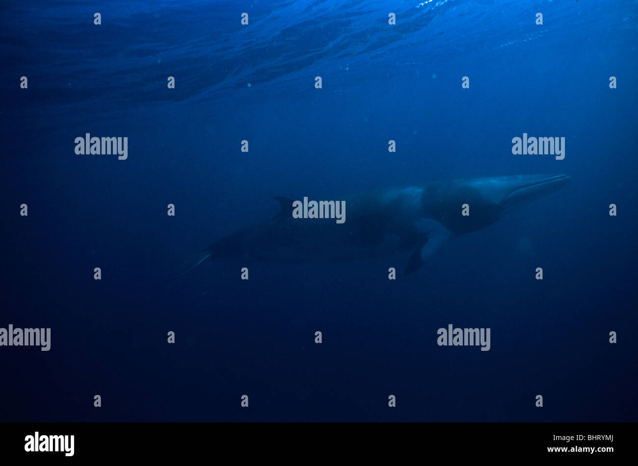 Dwarf Minke Whale Surface High Resolution Stock Photography and Images ...