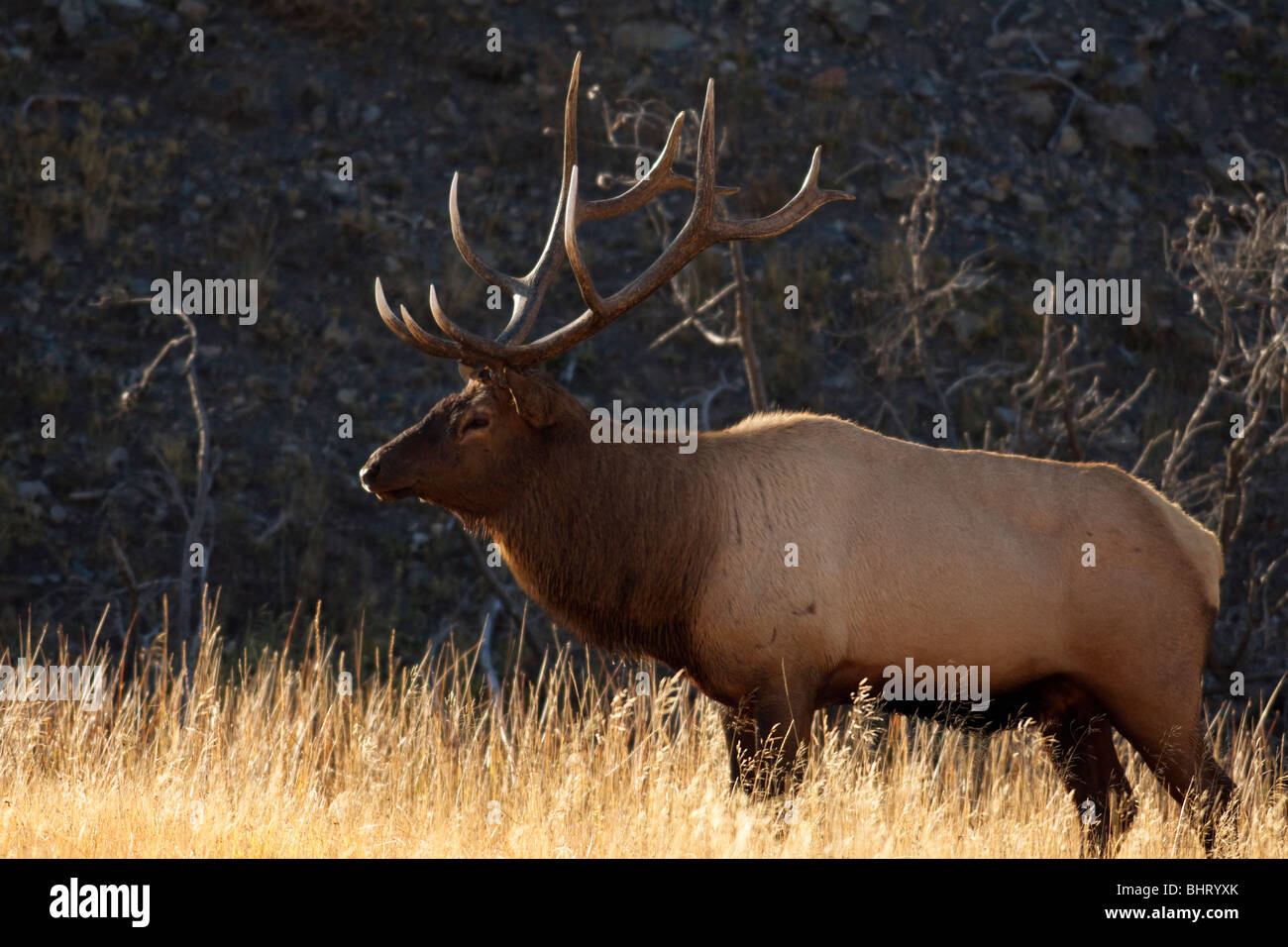 Wapiti antlers hi-res stock photography and images - Alamy