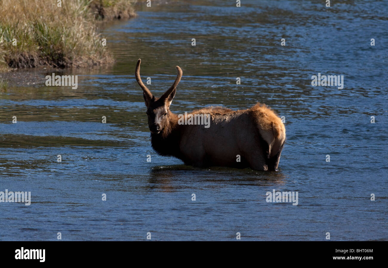 Spike elk hi-res stock photography and images - Alamy