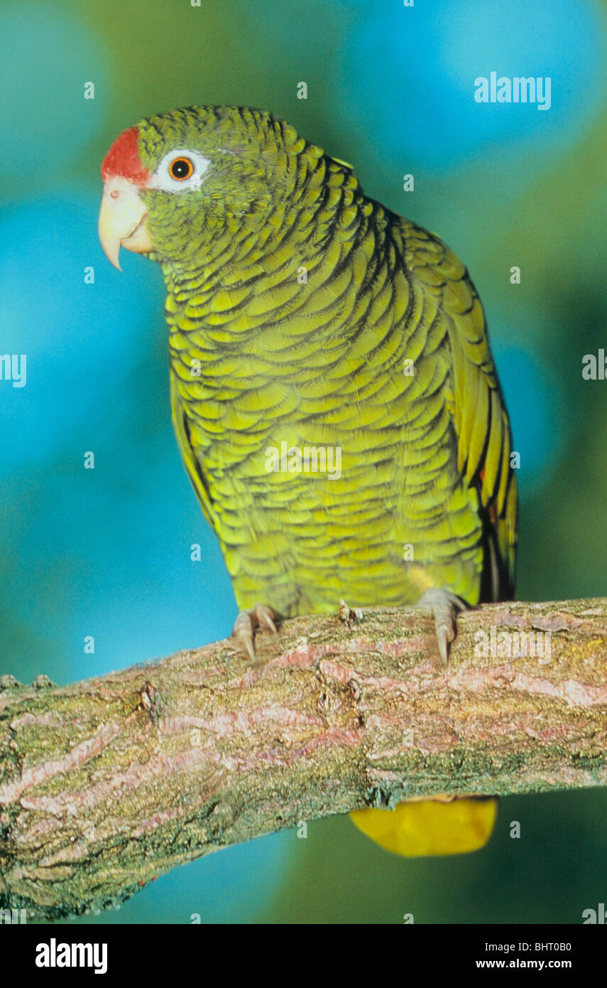 Amazona tucuman hi-res stock photography and images - Alamy