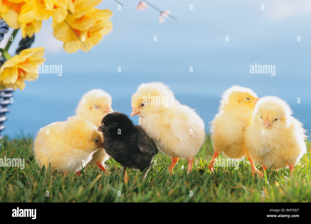 six chicks on meadow Stock Photo - Alamy