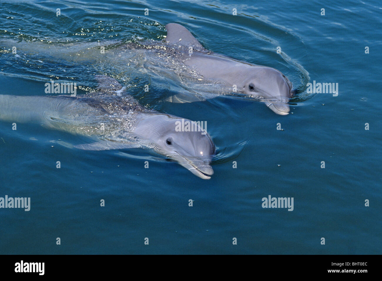 Dolphins swim sunny ocean surface hi-res stock photography and images ...