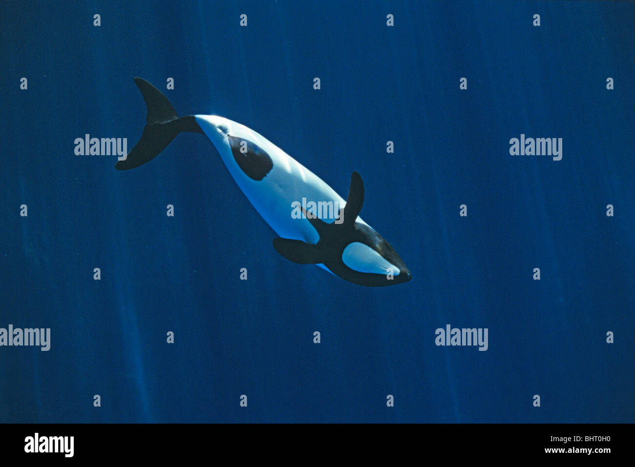 Black and white dolphin cephalorhynchus commersonii hi-res stock ...