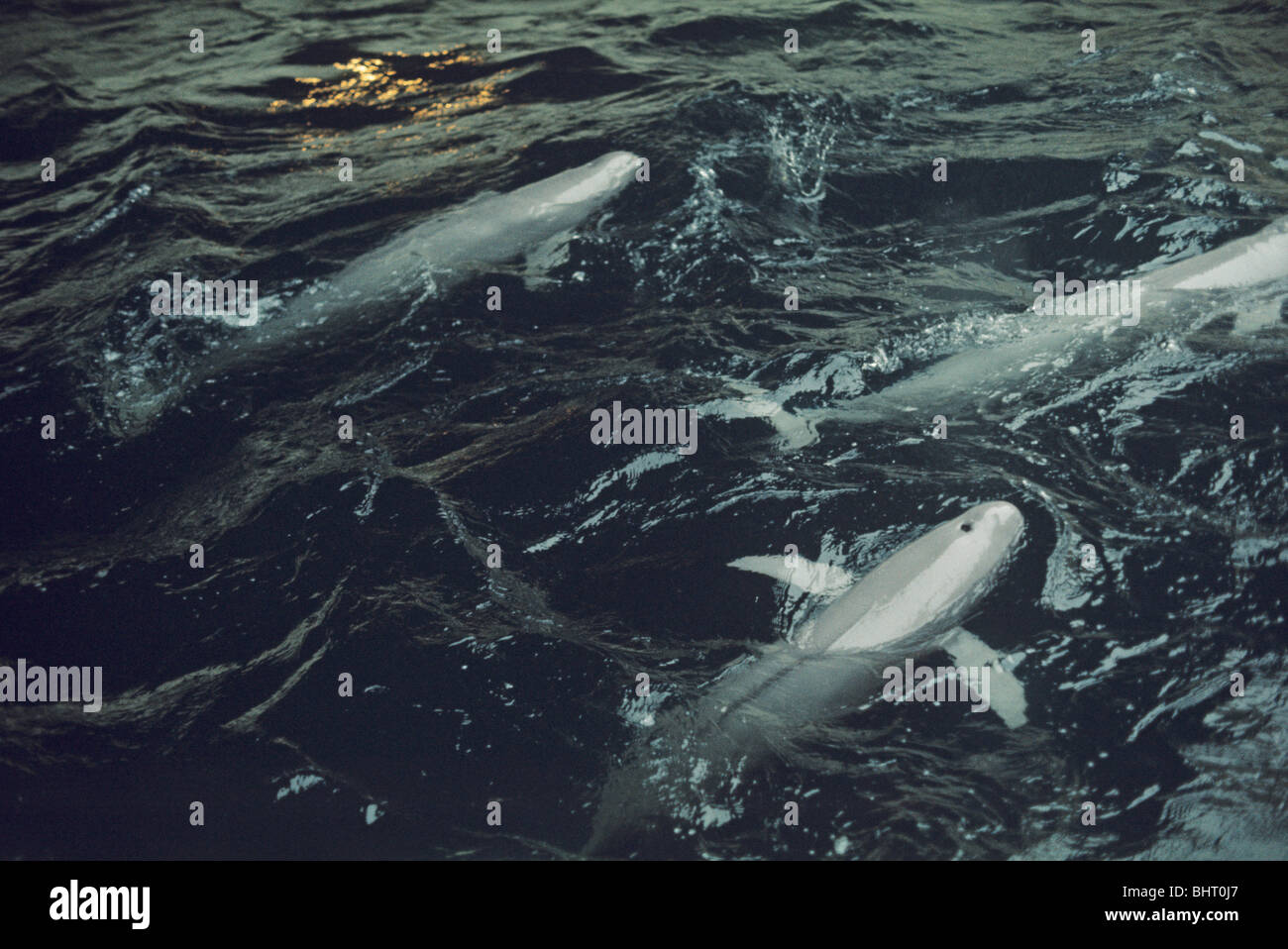 Finless porpoise hi-res stock photography and images - Alamy