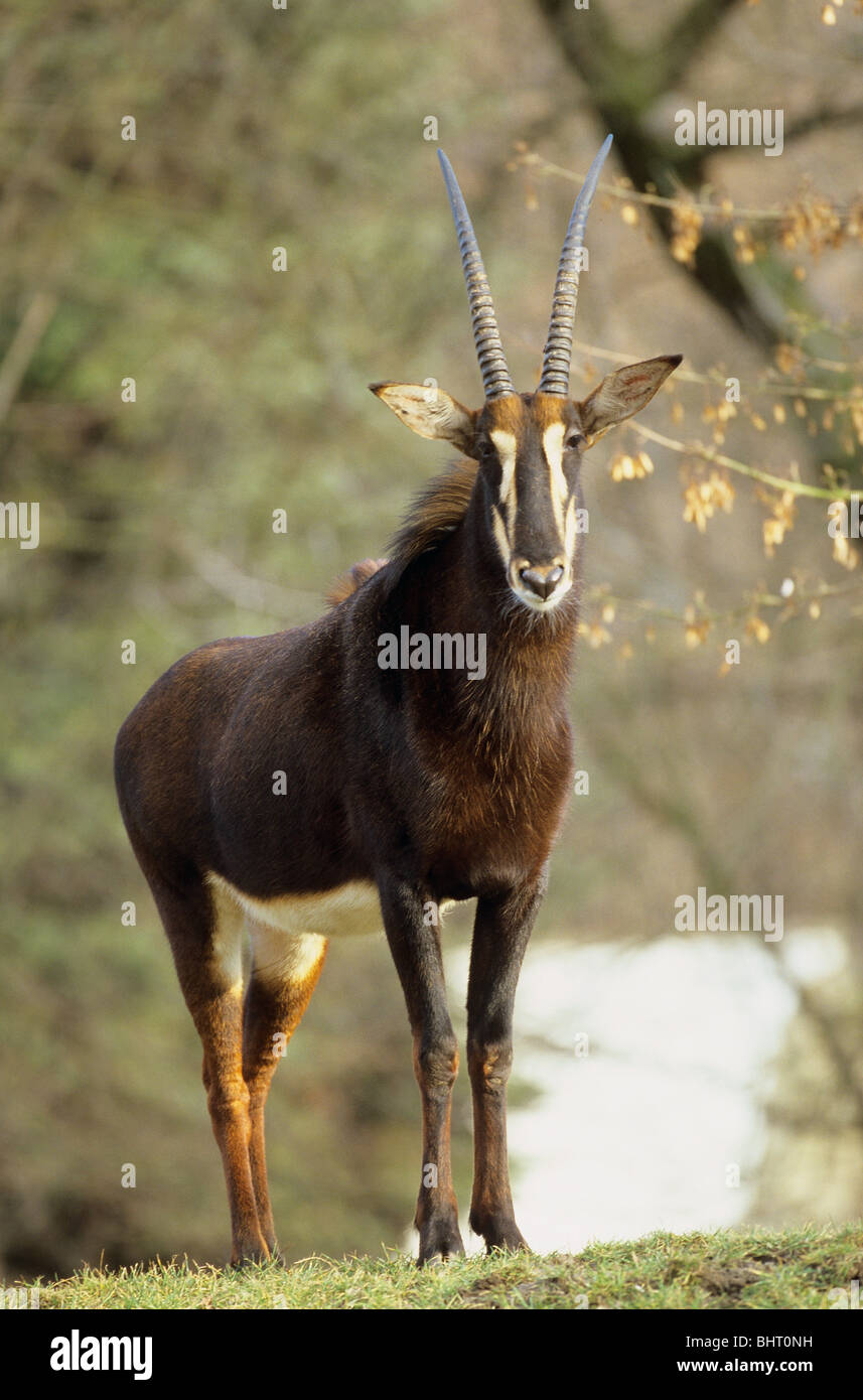 Sable antelope stands hi-res stock photography and images - Alamy