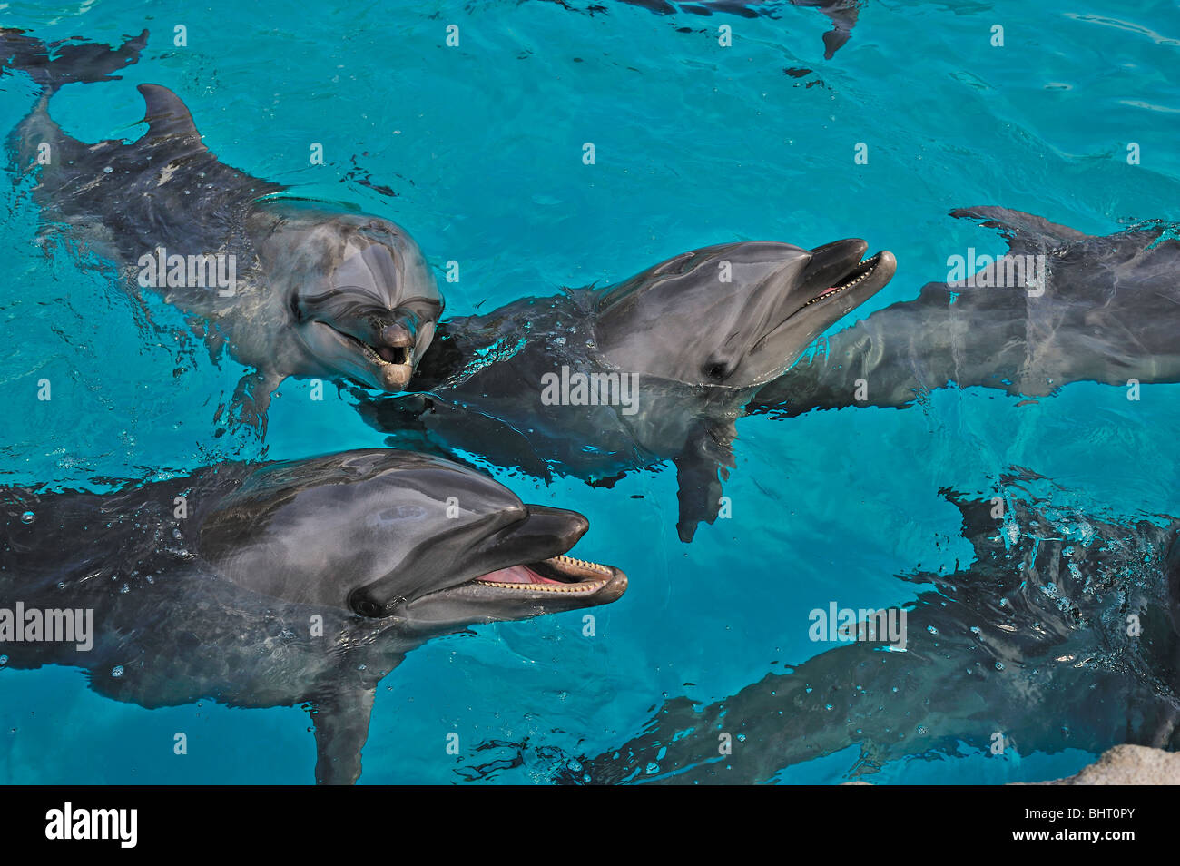 Bottlenose dolphin water colour blue hi-res stock photography and ...