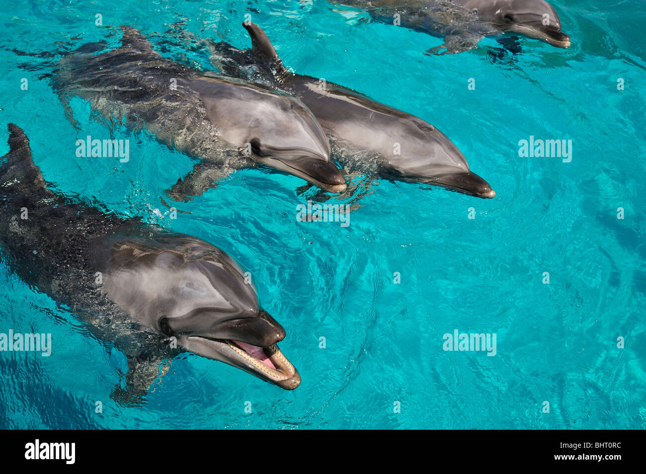 Bottlenose dolphin water colour blue hi-res stock photography and ...