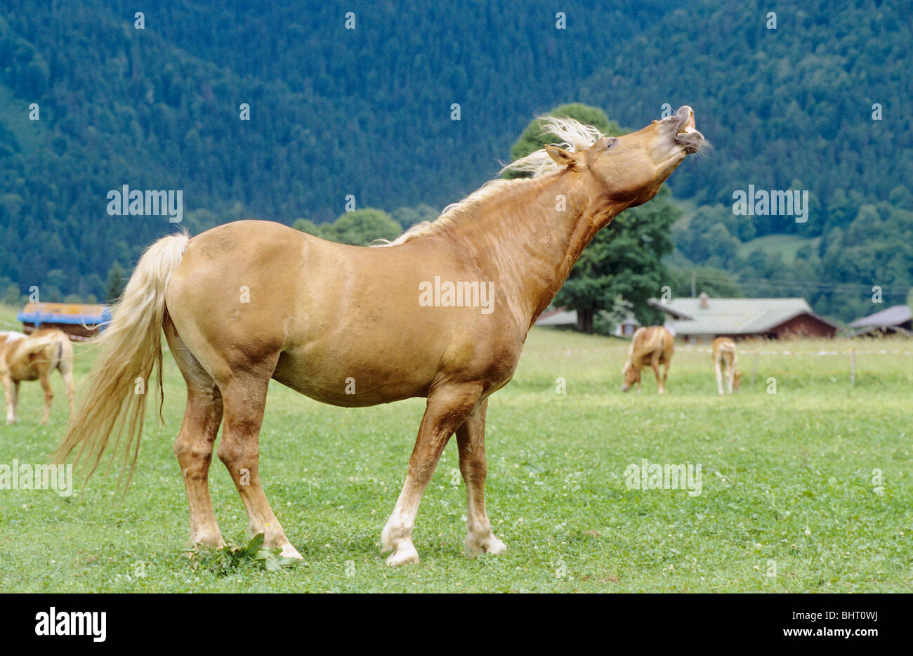 Haflinger horse - flehming Stock Photo - Alamy