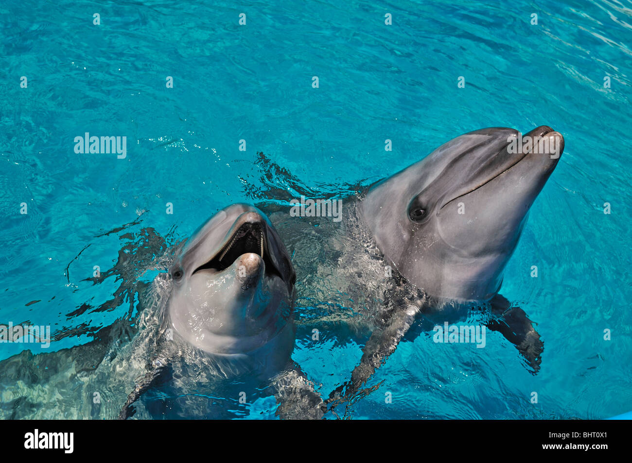 Bottlenose dolphin water colour blue hi-res stock photography and ...