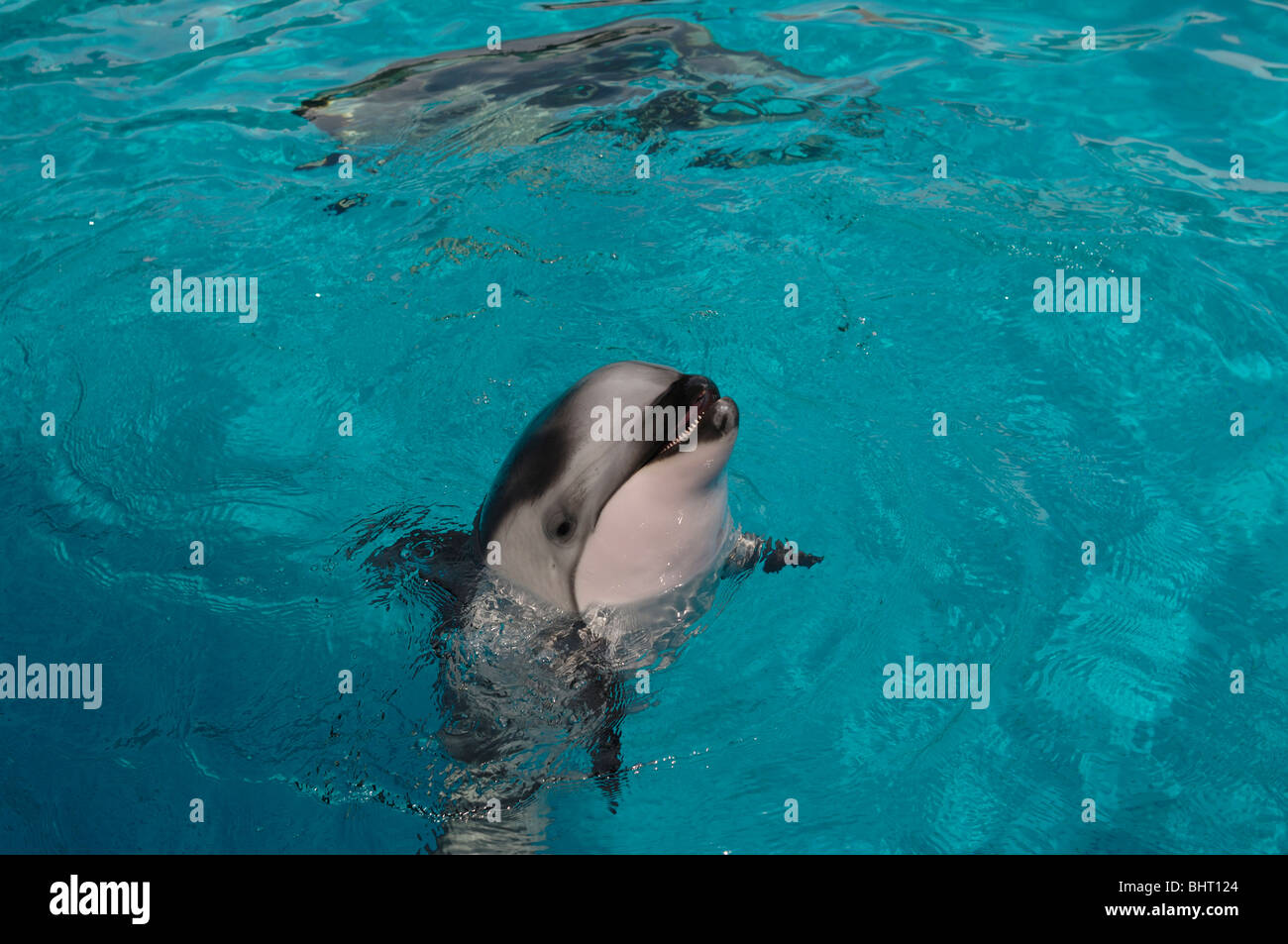 PACIFIC WHITE-SIDED DOLPHIN CALF Stock Photo - Alamy