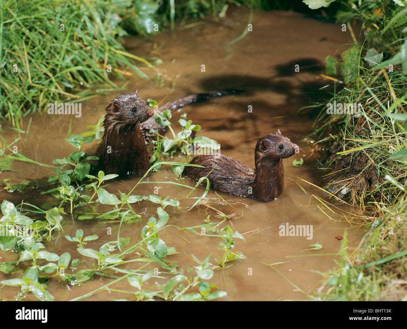 American minks hi-res stock photography and images - Alamy