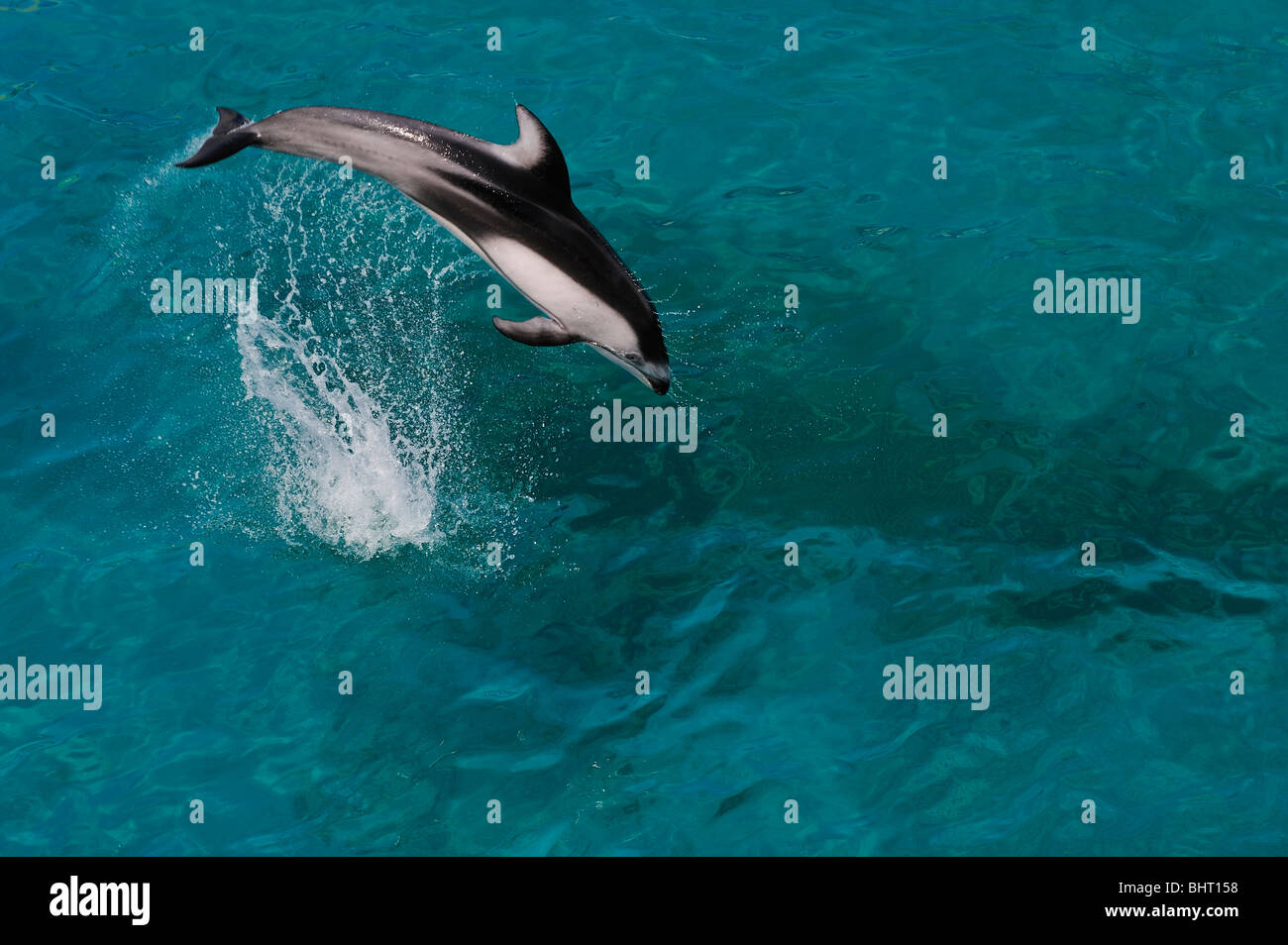PACIFIC WHITE-SIDED DOLPHIN JUMPING Stock Photo - Alamy
