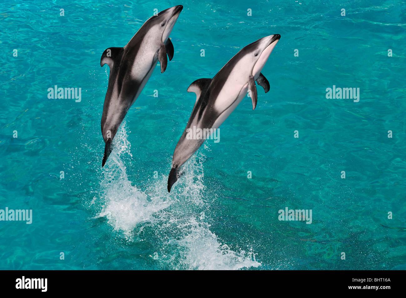 PACIFIC WHITE-SIDED DOLPHINS JUMPING Stock Photo - Alamy