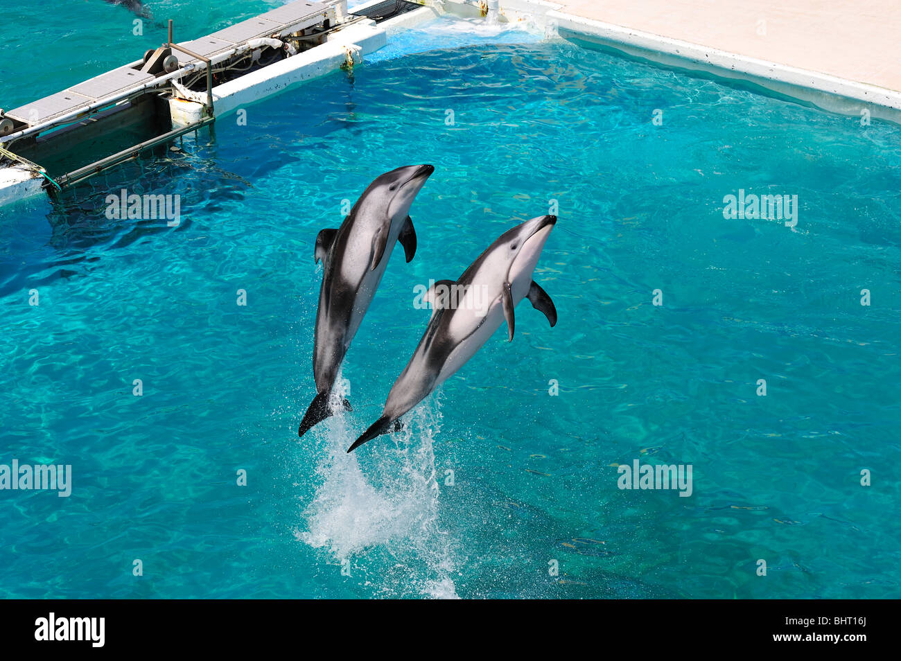 PACIFIC WHITE-SIDED DOLPHINS JUMPING Stock Photo - Alamy