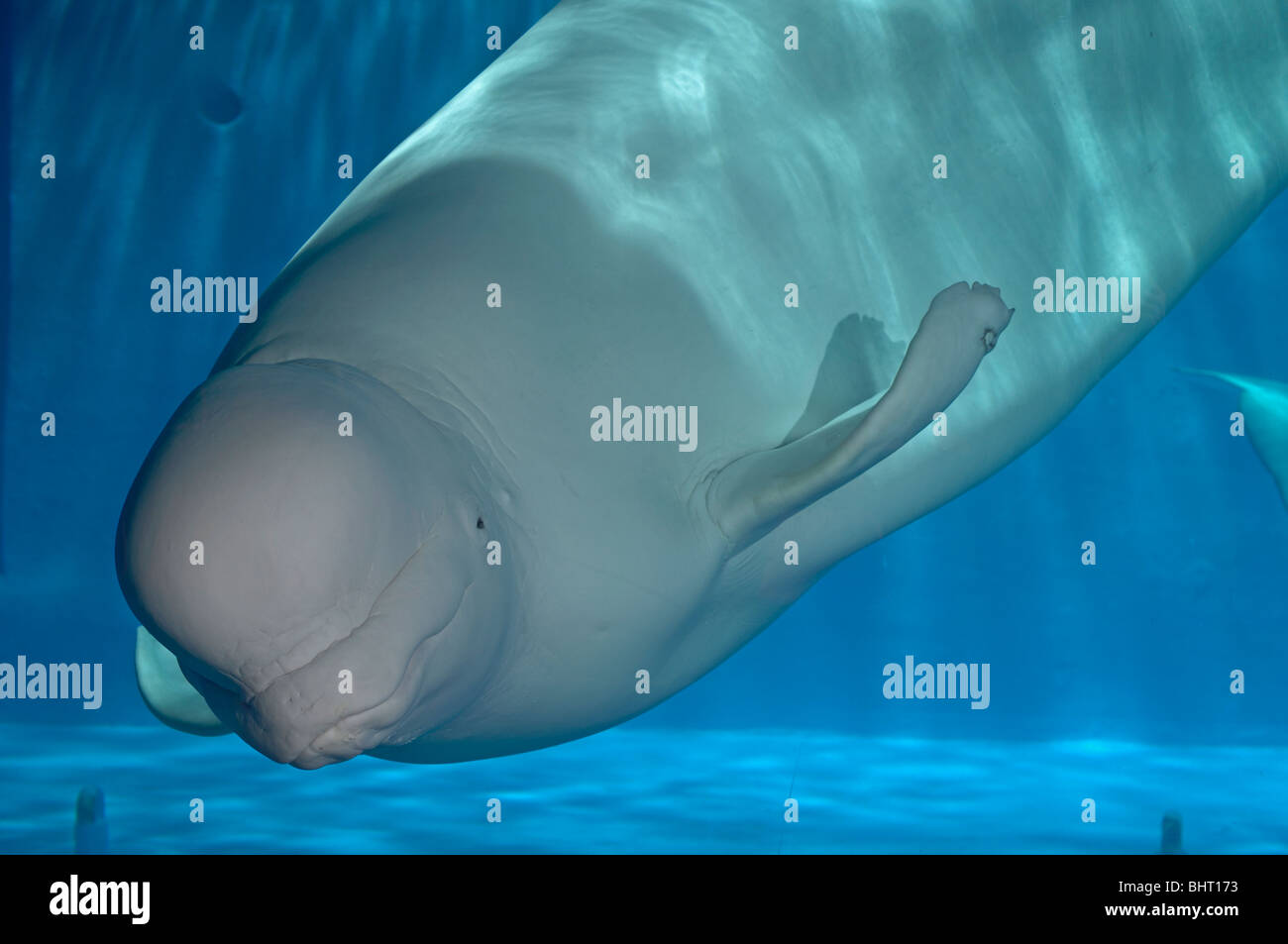 BELUGA (WHITE WHALE Stock Photo - Alamy