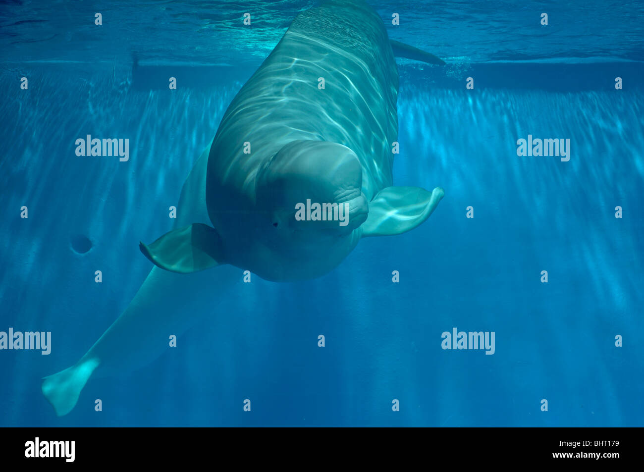 BELUGA (WHITE WHALE Stock Photo - Alamy