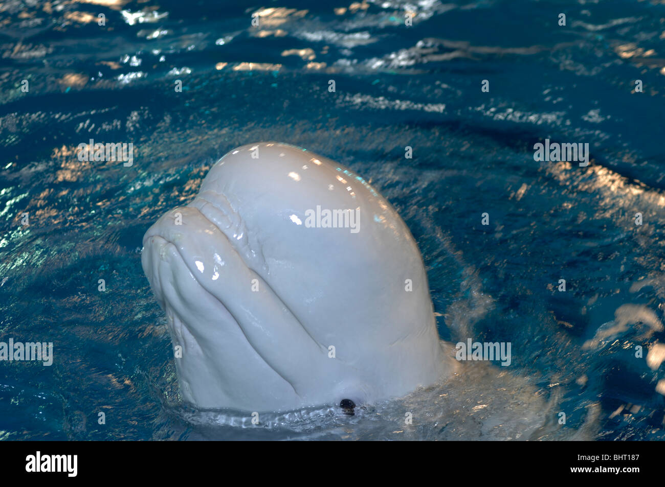BELUGA (WHITE WHALE Stock Photo - Alamy