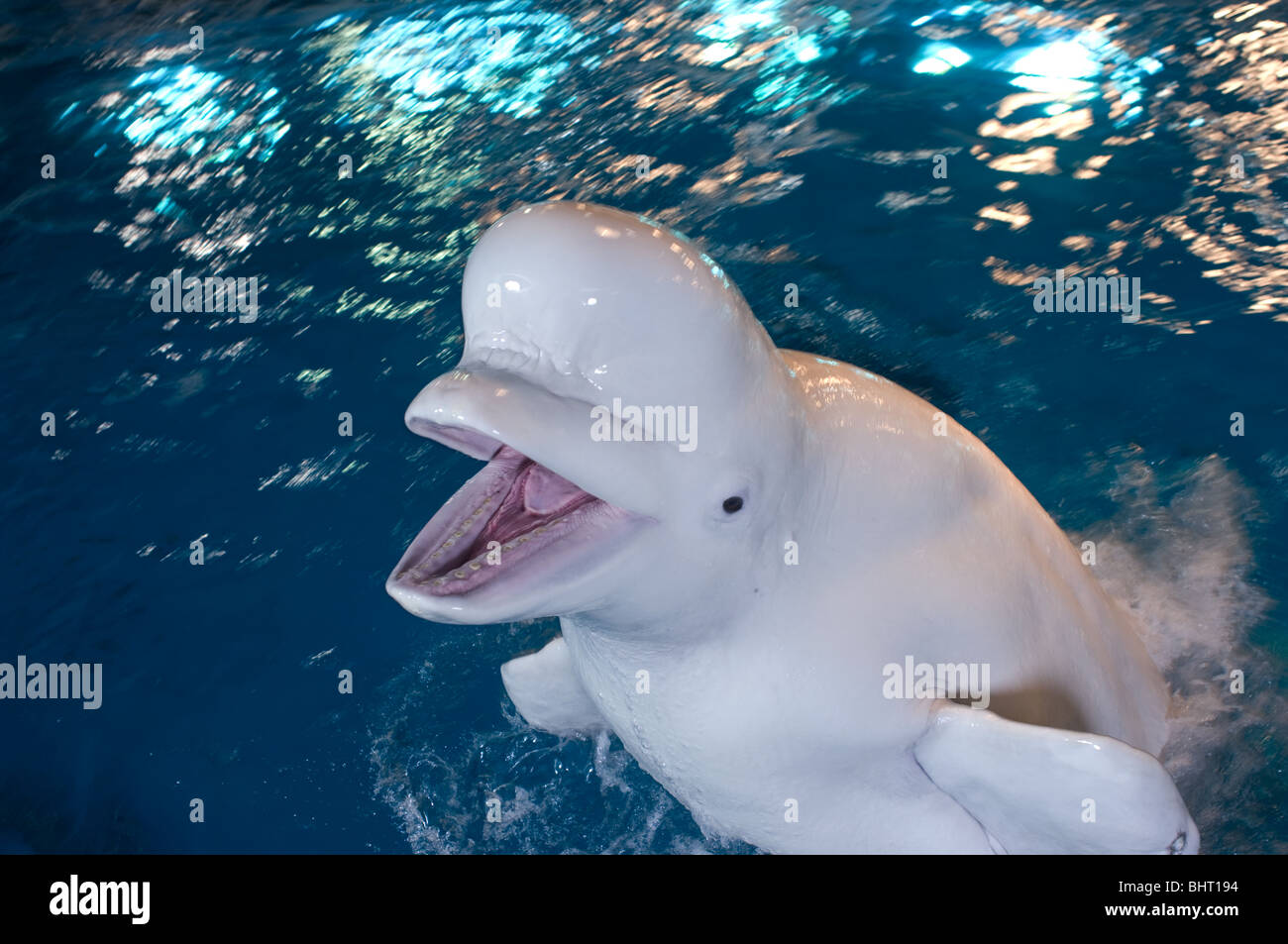 BELUGA (WHITE WHALE Stock Photo - Alamy