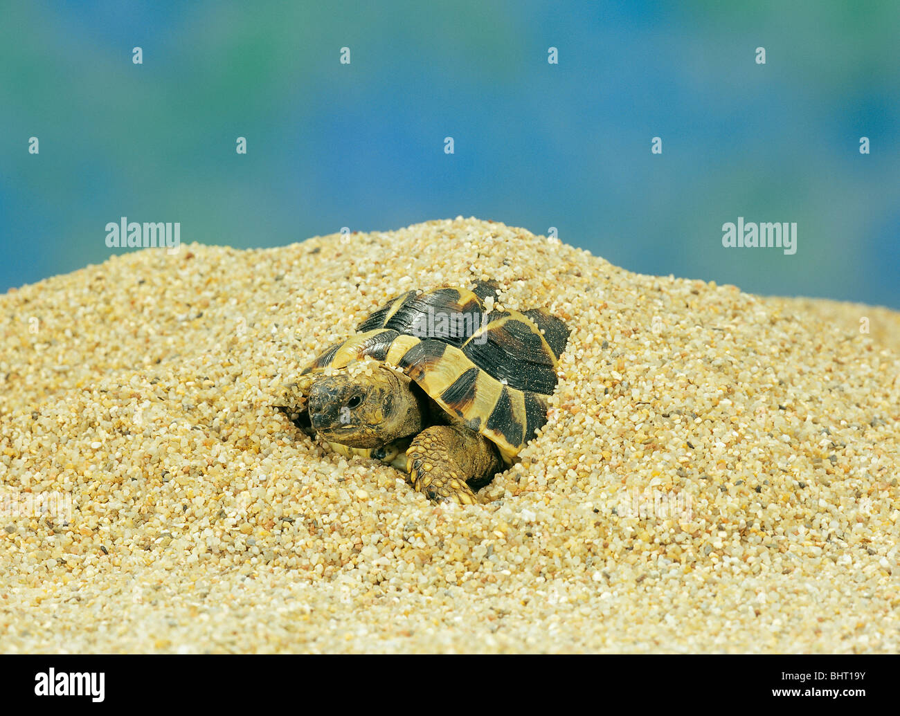 Turtle digging in the sand hi-res stock photography and images - Alamy