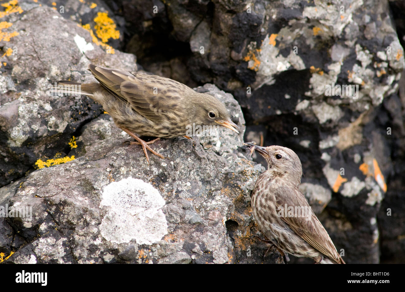A rock pipit feeding its young Stock Photo - Alamy