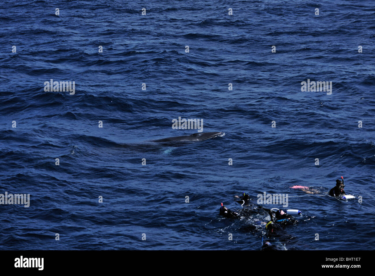 Lesser rorqual balaenoptera hi-res stock photography and images - Alamy