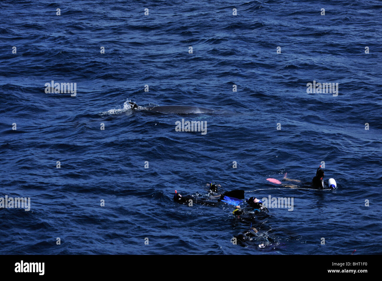 Common rorqual species hi-res stock photography and images - Alamy