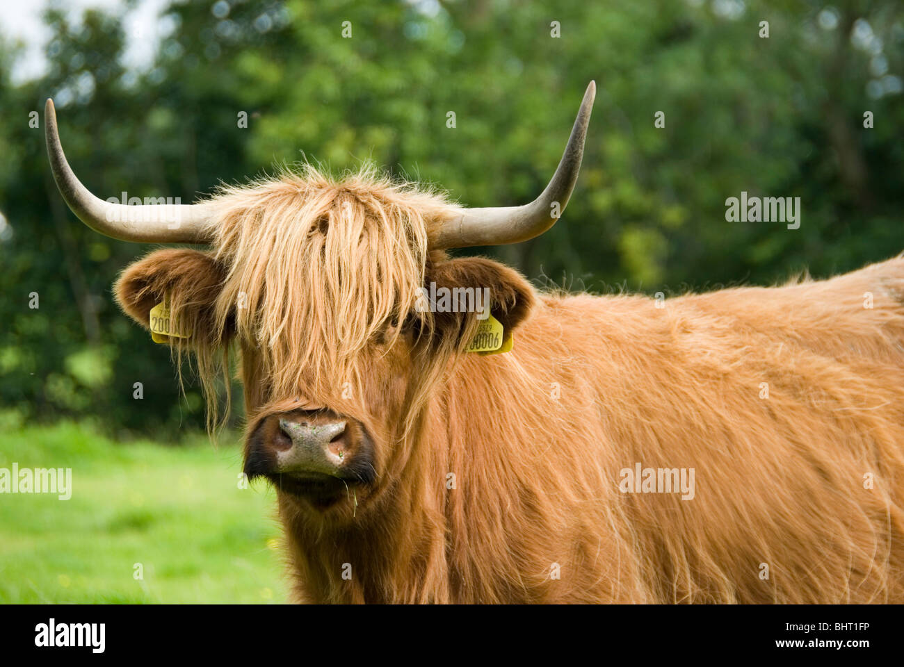 Close Up on Face and Horns of a Hairy Brown Pure Breed Highland Cow ...