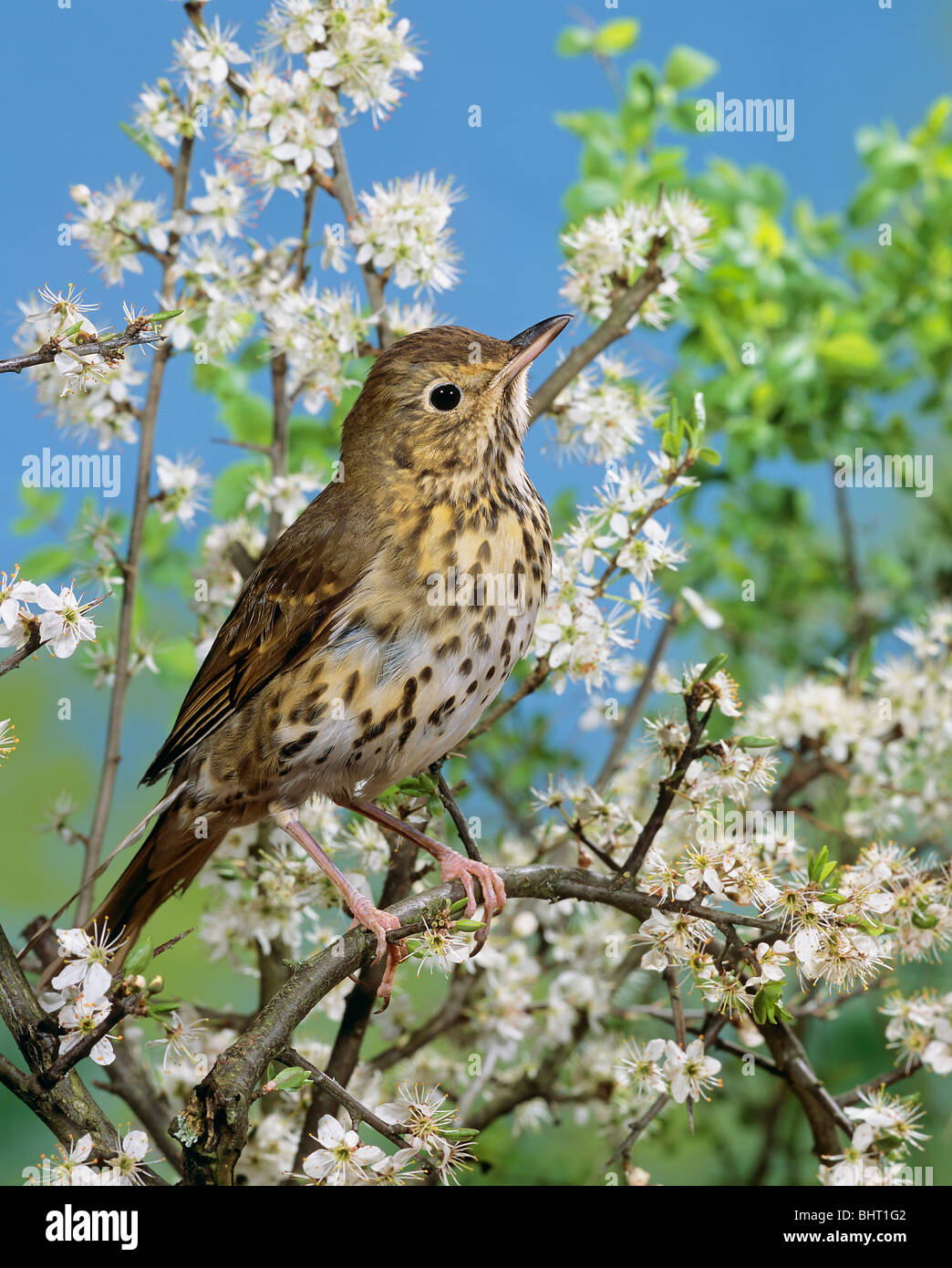 Song Trush in a tree / Turdus philomelos Stock Photo - Alamy