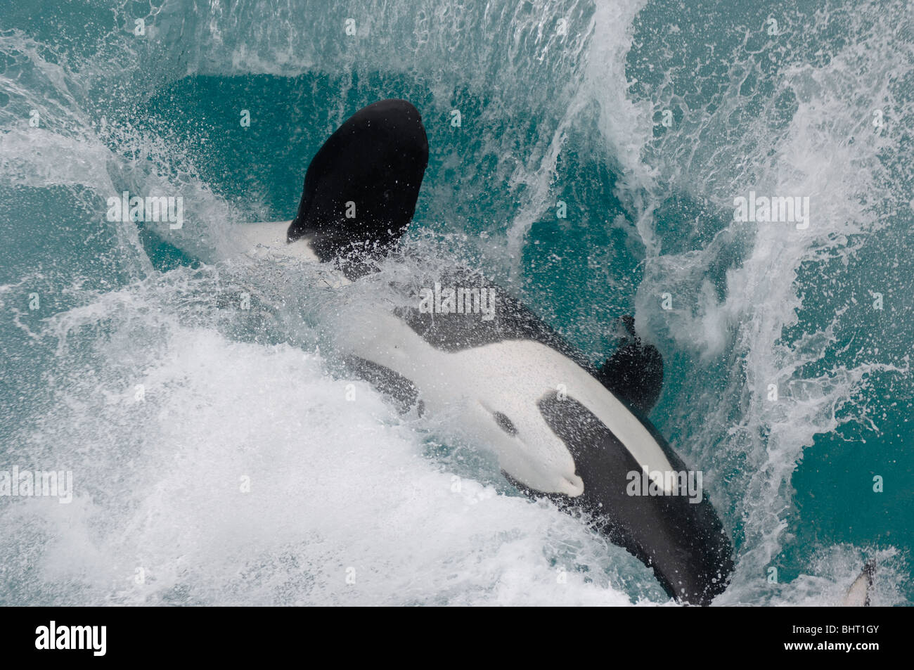 ORCA, KILLER WHALE SPLASHING Stock Photo - Alamy